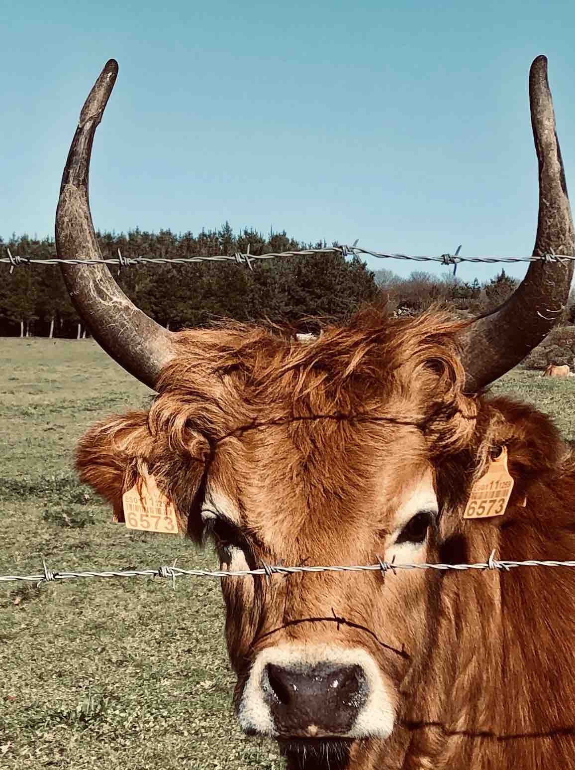 La vaca cachena - Tienda online de Productos Gourmet de Lugo, Galicia ...